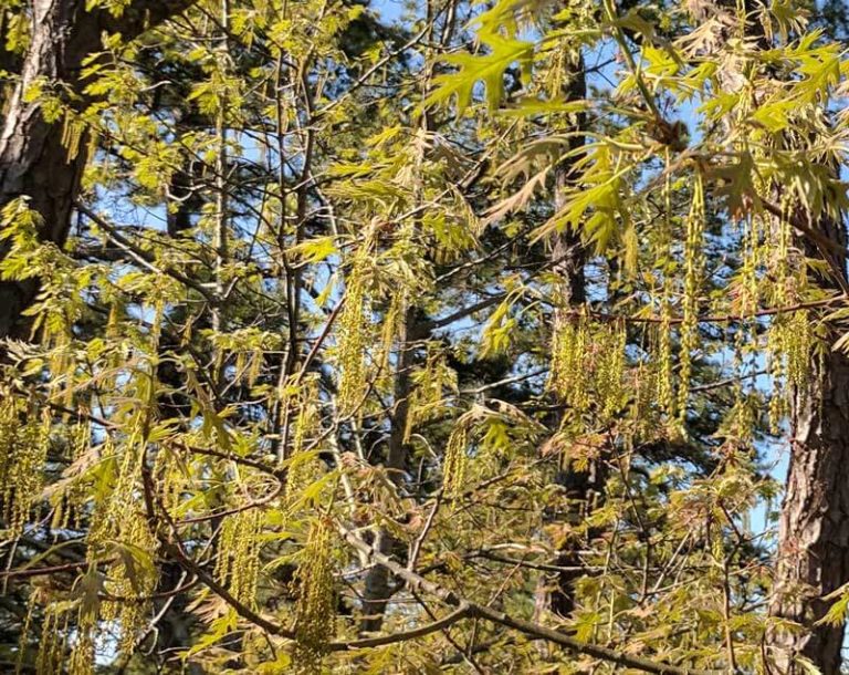 Cape Cod Pollen Season | The Furies Cape Cod Cleaning Service